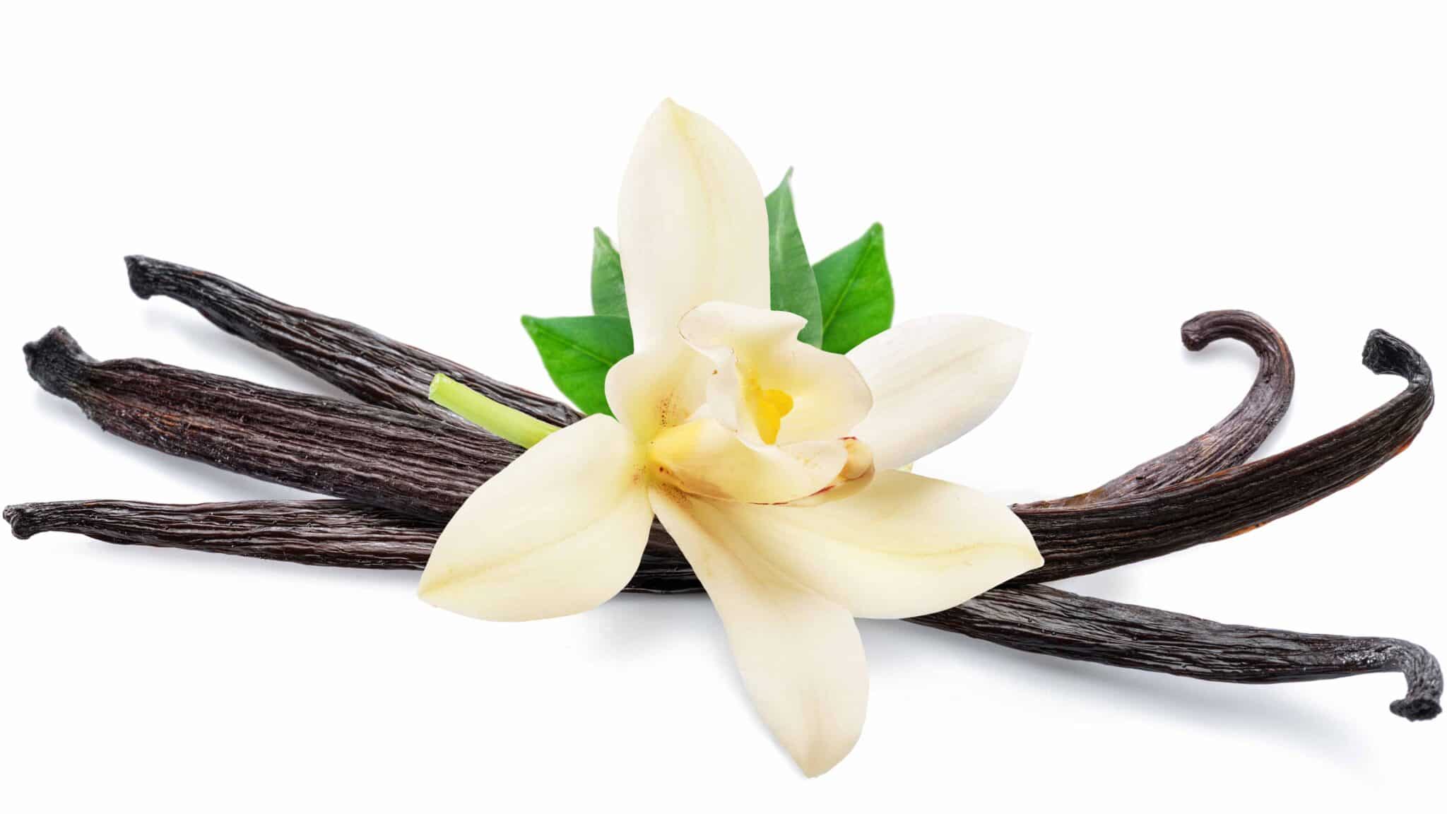 Synthèse de la vanilline | WAB